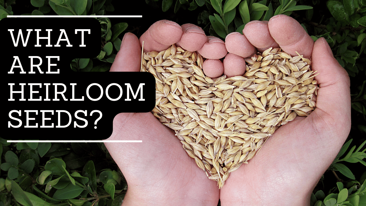 What are Heirloom Seeds? - You Can Homestead